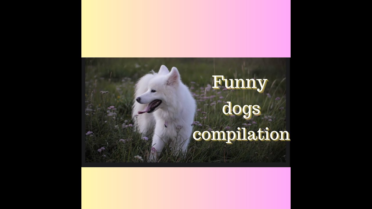 Funny dogs compilation #10 - YouTube