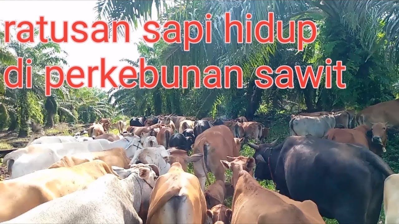 gembala sapi lokal - YouTube