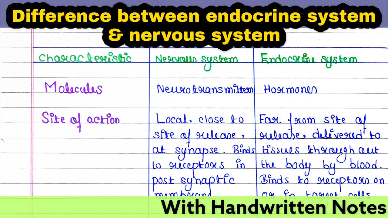 Nervous system vs endocrine system | Readymade handwritten notes for ...
