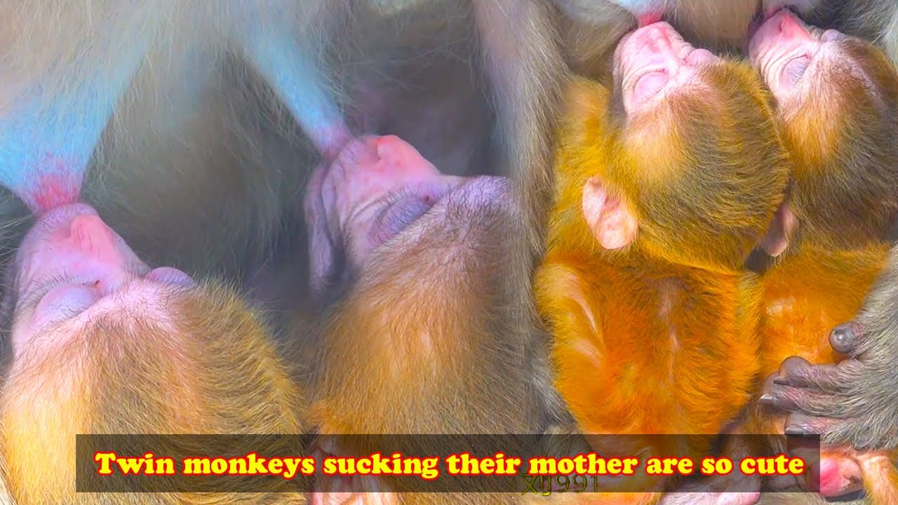 The Mother Monkey Treats Her Two Baby Monkeys Equally Taking Care Of