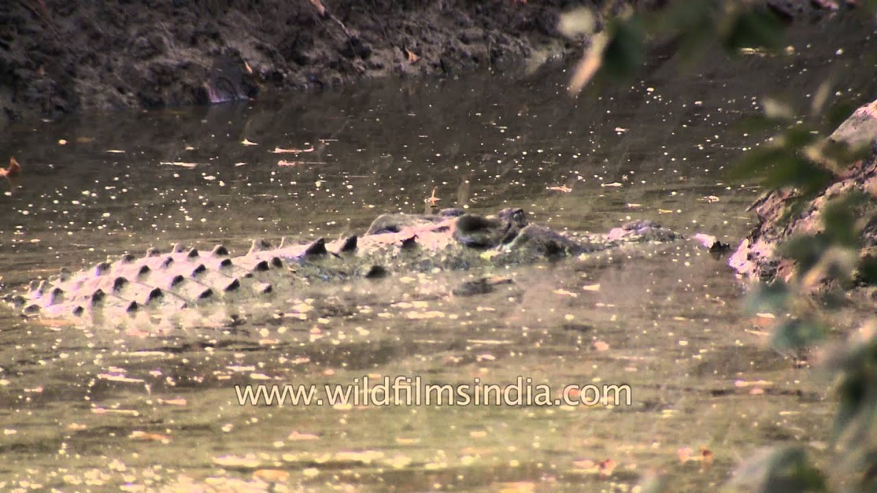 Crocodiles, ambush predators of Sunderban National Park - YouTube