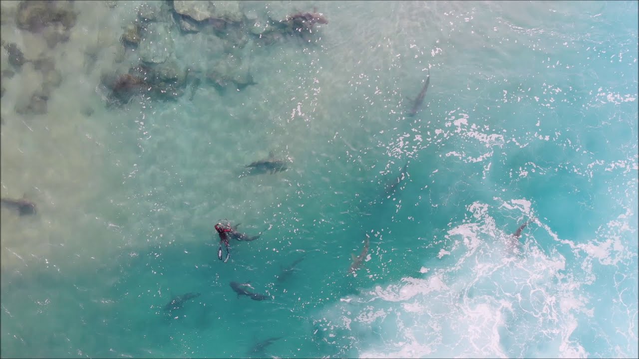 Shark bait - Hadera - YouTube