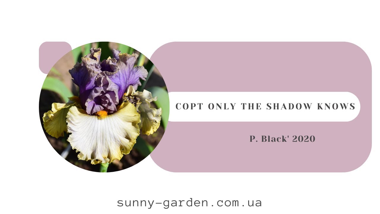 Сорт ONLY THE SHADOW KNOWS, P. Black' 2020 - YouTube