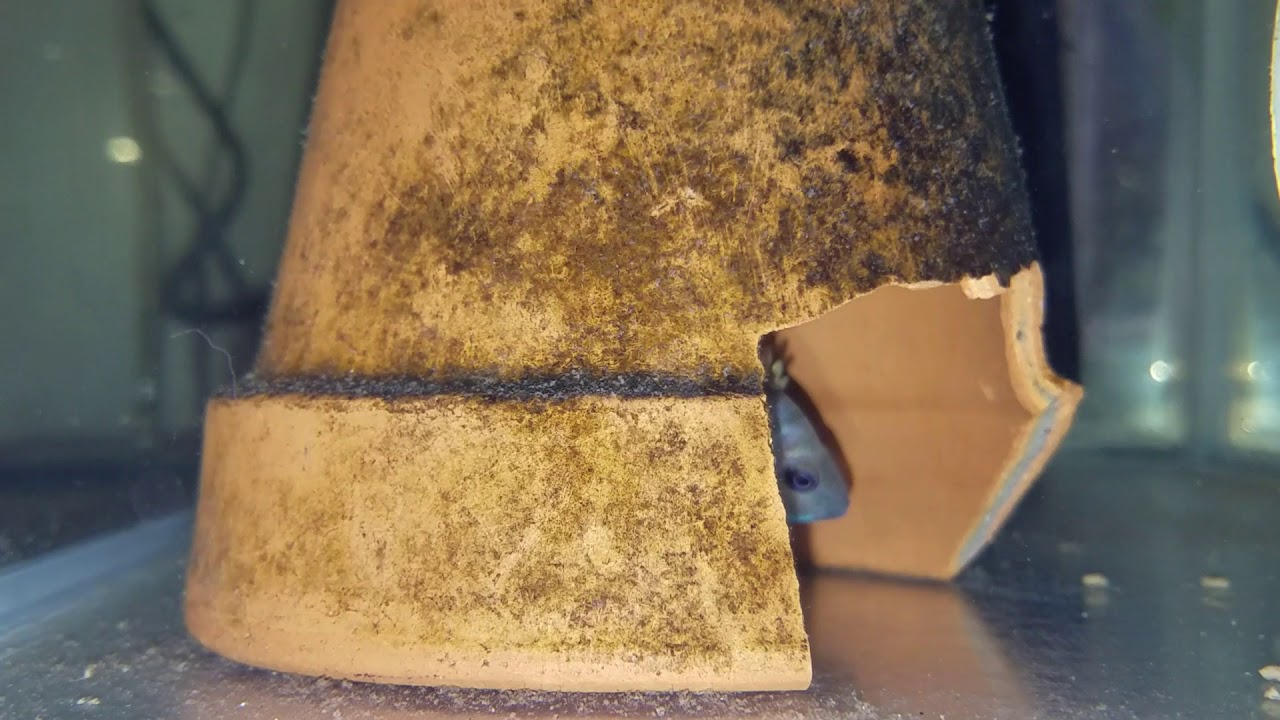 Beautiful convict pair - YouTube