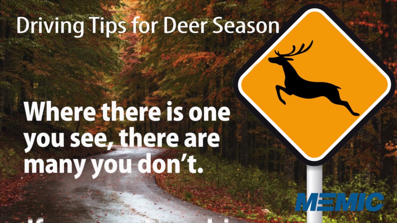 Safe Driving Tips For Deer Rut Season - YouTube