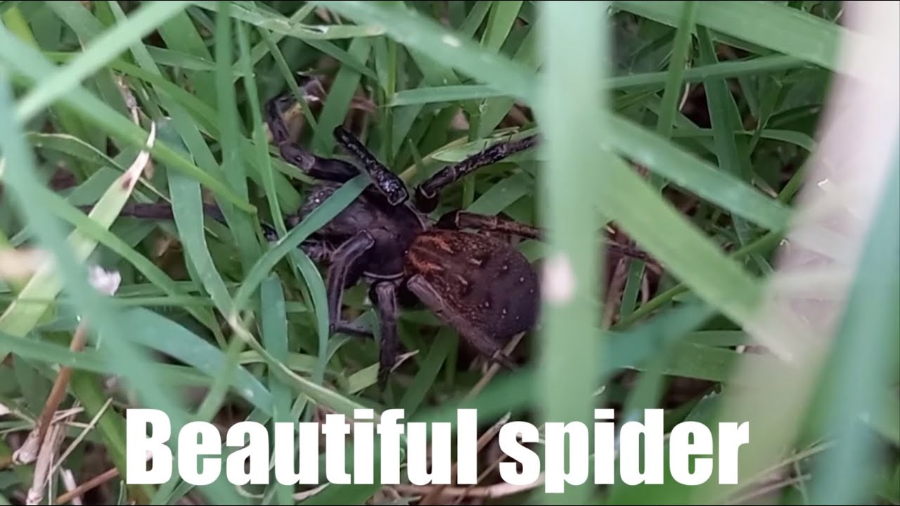 Large spider in my garden. Vagrant Spider New Zealand, Uliodon species ...