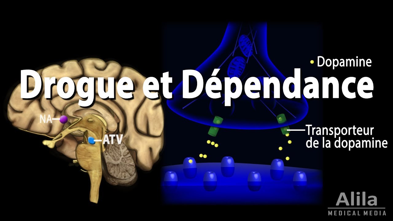 Mécanisme De Dépendance Dans Le Cerveau Animation Youtube