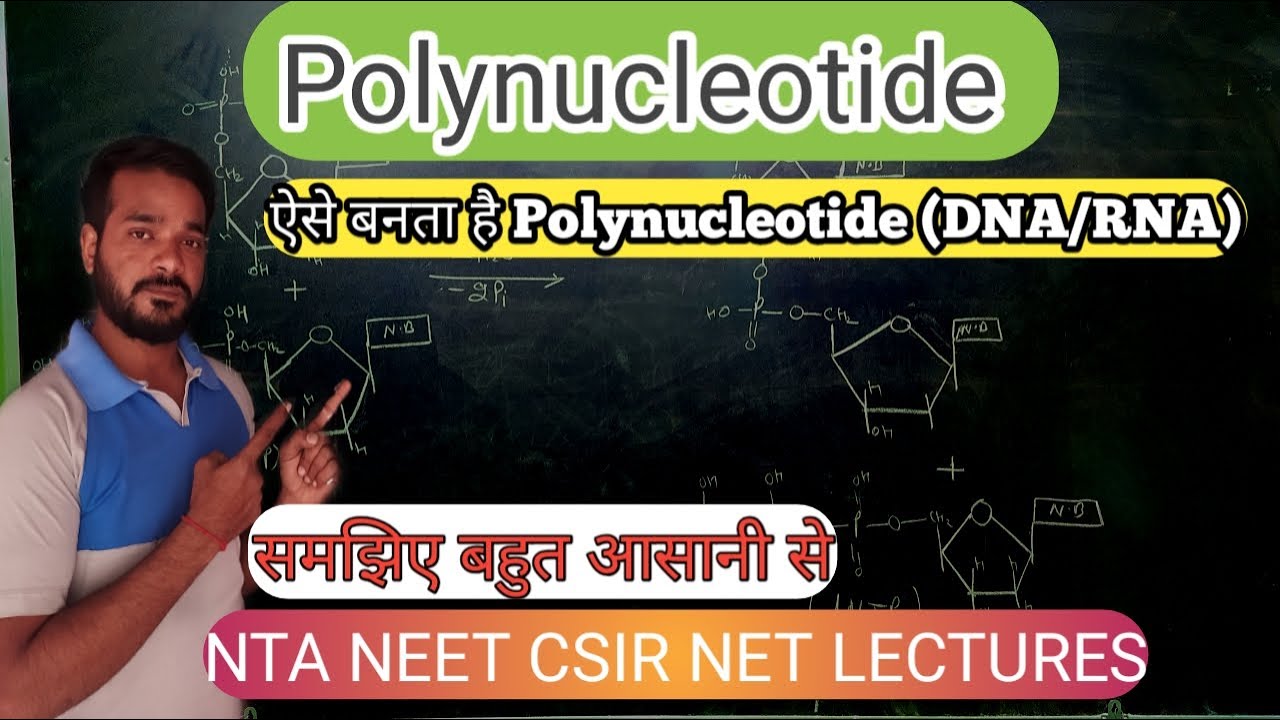 Polynucleotide | Structure of polynucleotide | Polymerization of ...