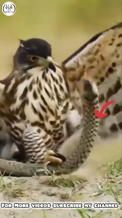 snake vs eagle fight_End zaror dekhna😱😱😱😱😱#snake #eagles #eagleattack ...