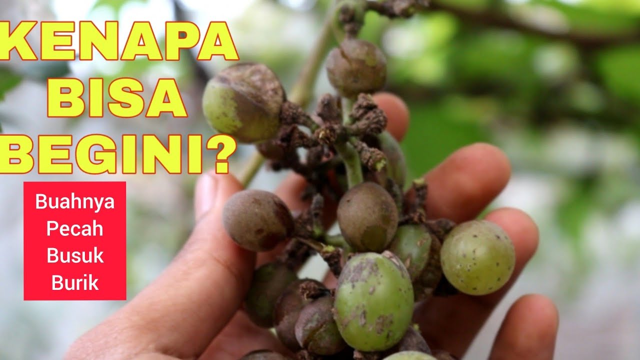 PENANGANAN BUAH ANGGUR YANG BUSUK. cover GANGGA SUKMA - YouTube