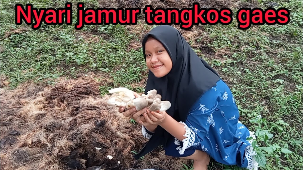 Nyari jamur tangkos gaes - YouTube