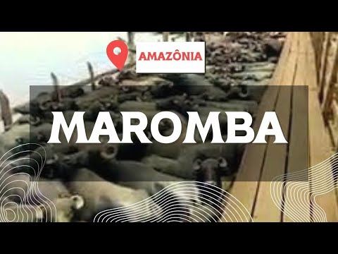 Maromba para crianção de Búfalos | Marajoando Cultural - YouTube