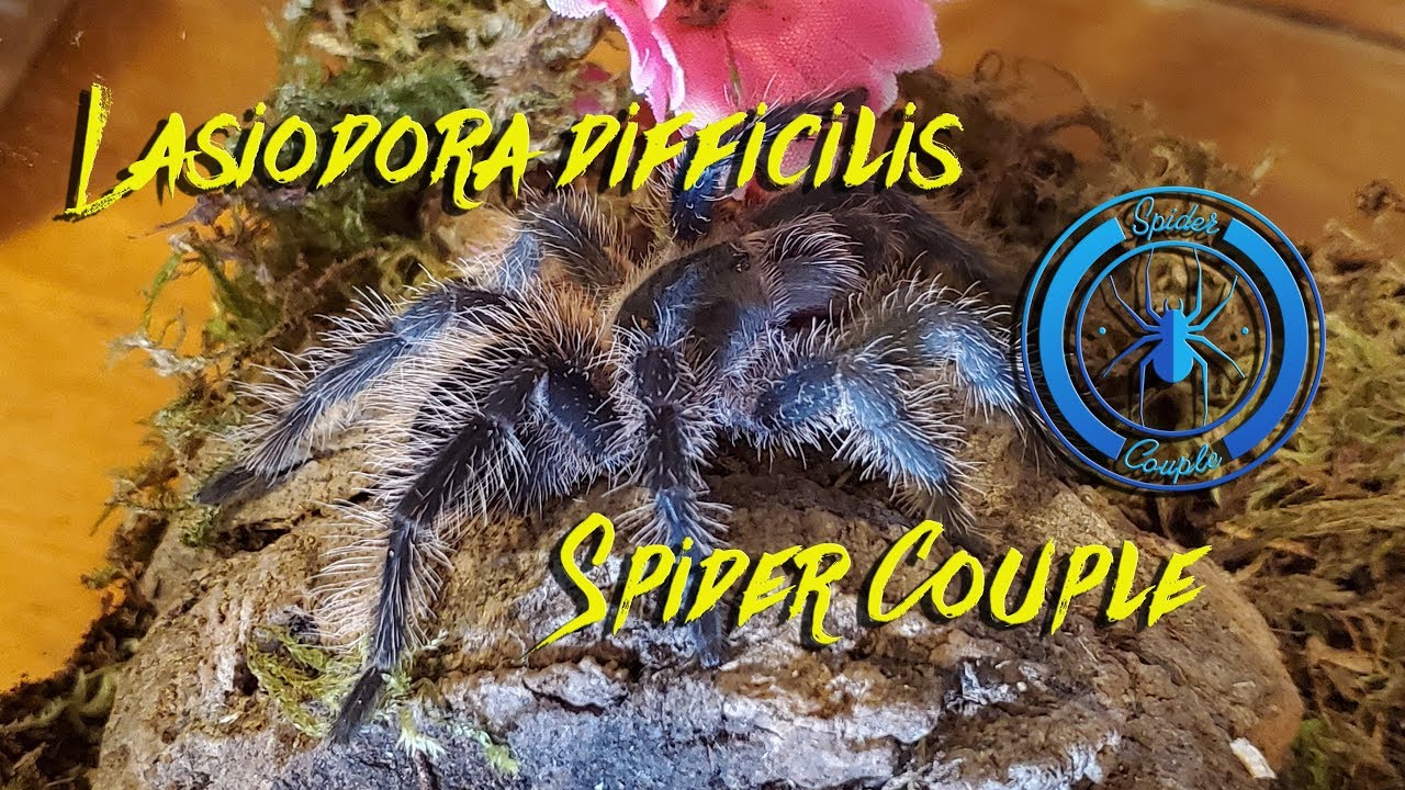 Lasiodora difficilis / Brazilian Red Birdeater Tarantula! - YouTube