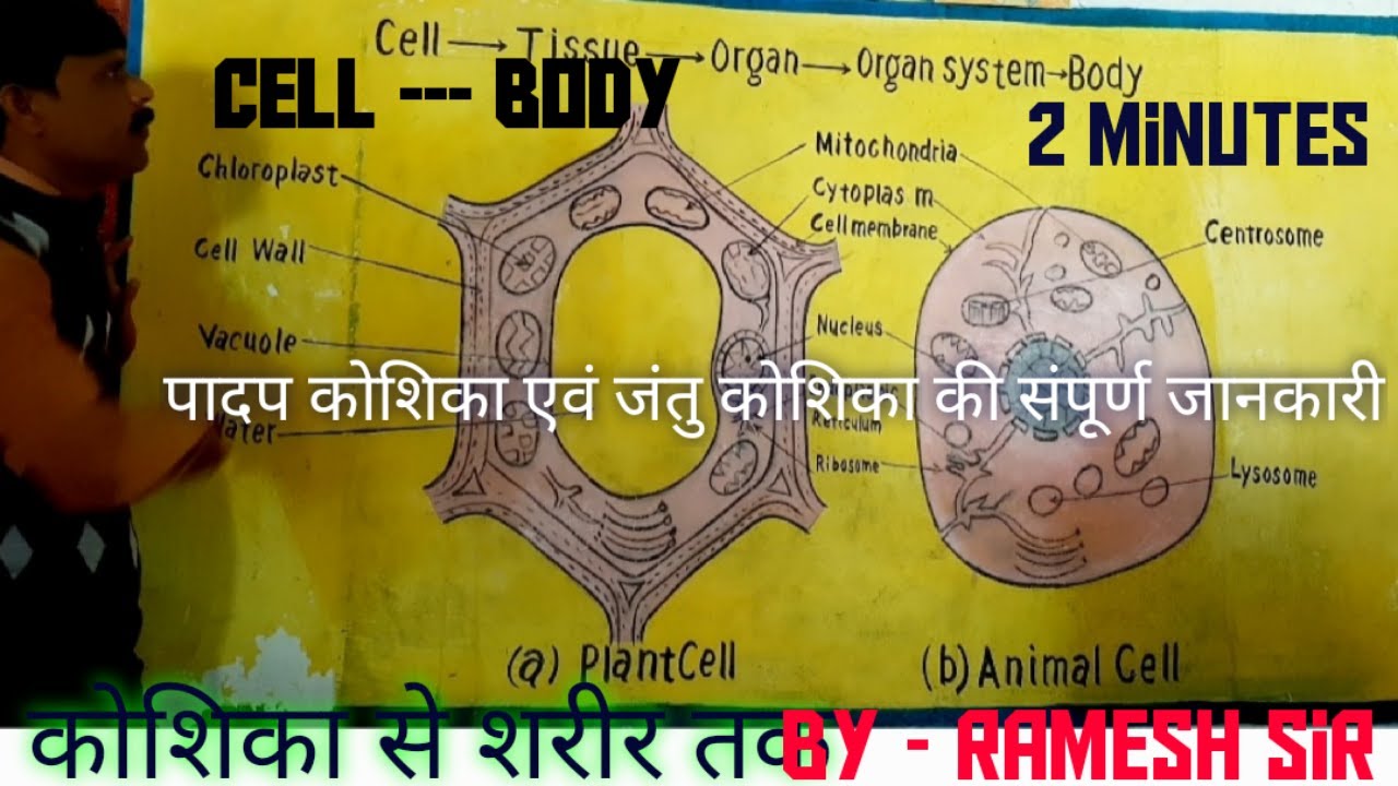 Jantu koshika / जंतु कोशिका एवं पादप कोशिका / plant cell / animal cell ...