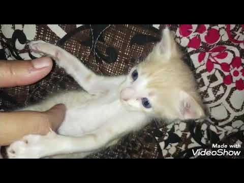 Cat love ,😽 status cute WhatsApp. Status