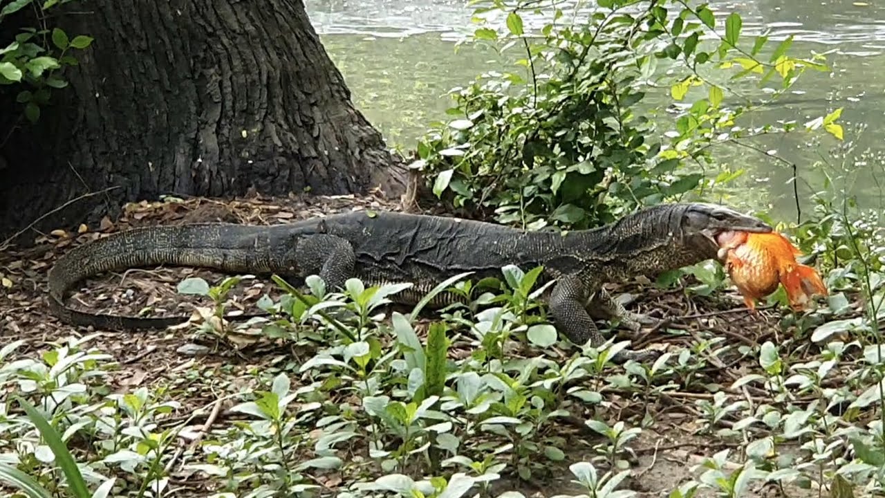 Lizard eating goldfish - YouTube