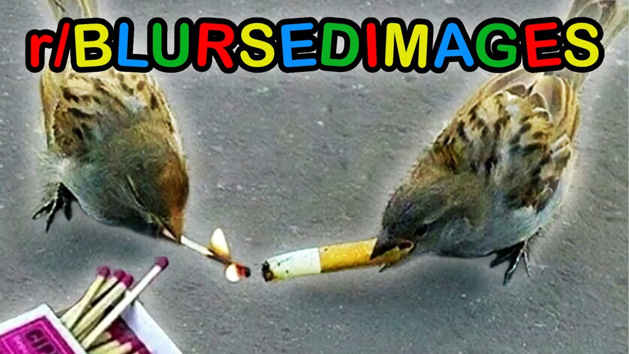 r/BlursedImages · ciggy bird - YouTube
