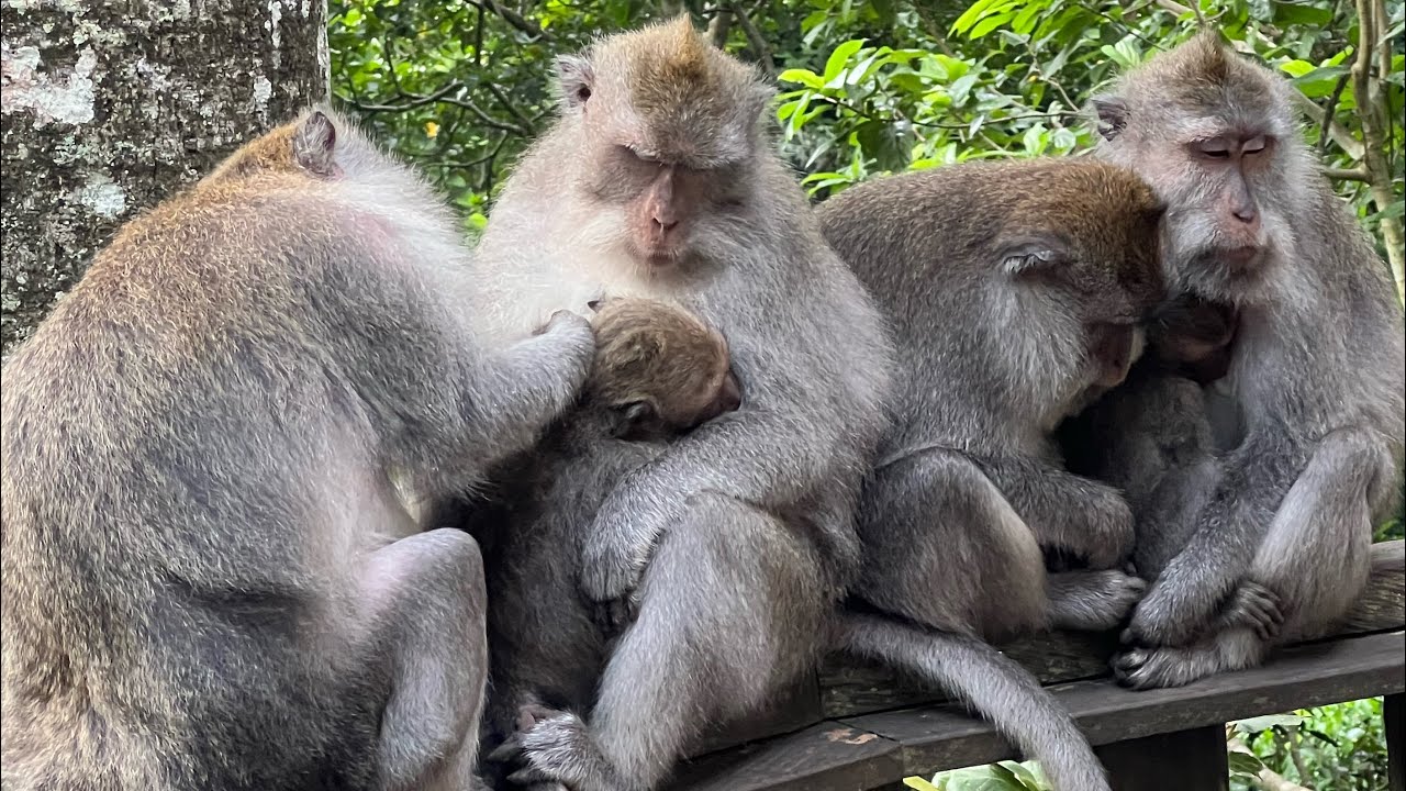 DND 817: LMAO. Monkey Forest in Bali is Wild 😭 Not A Whole Monkey Brawl ...