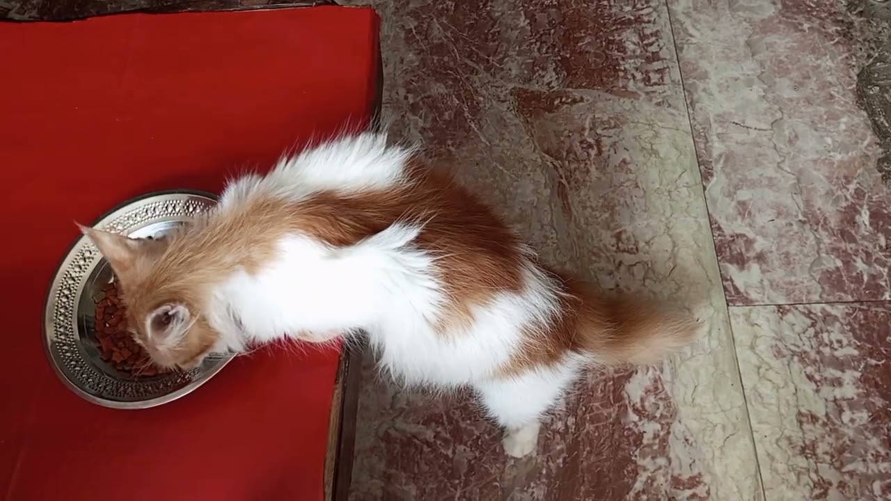 Cute cat funny eating #funnycat #cutecat - YouTube