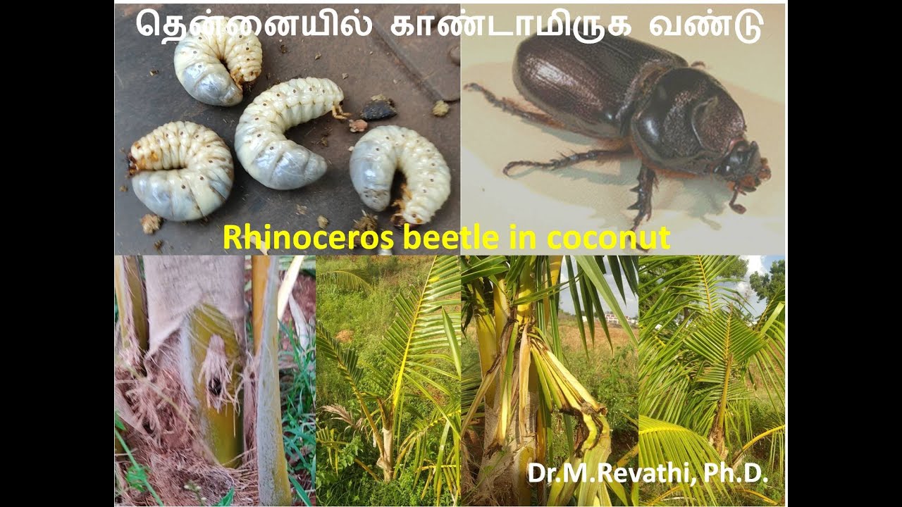 தென்னையில் காண்டாமிருக வண்டு / Rhinoceros beetle in coconut - YouTube