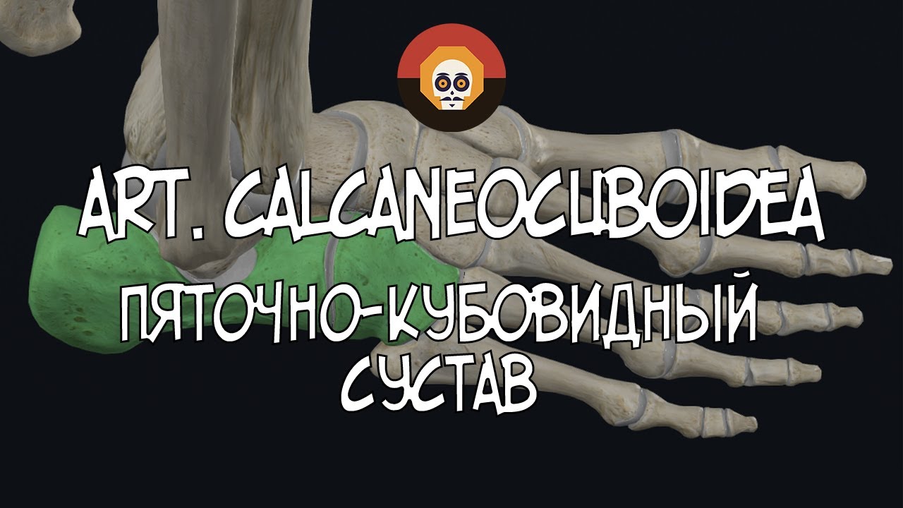 Пяточно-кубовидный сустав (art. calcaneocuboidea) 3D Анатомия - YouTube