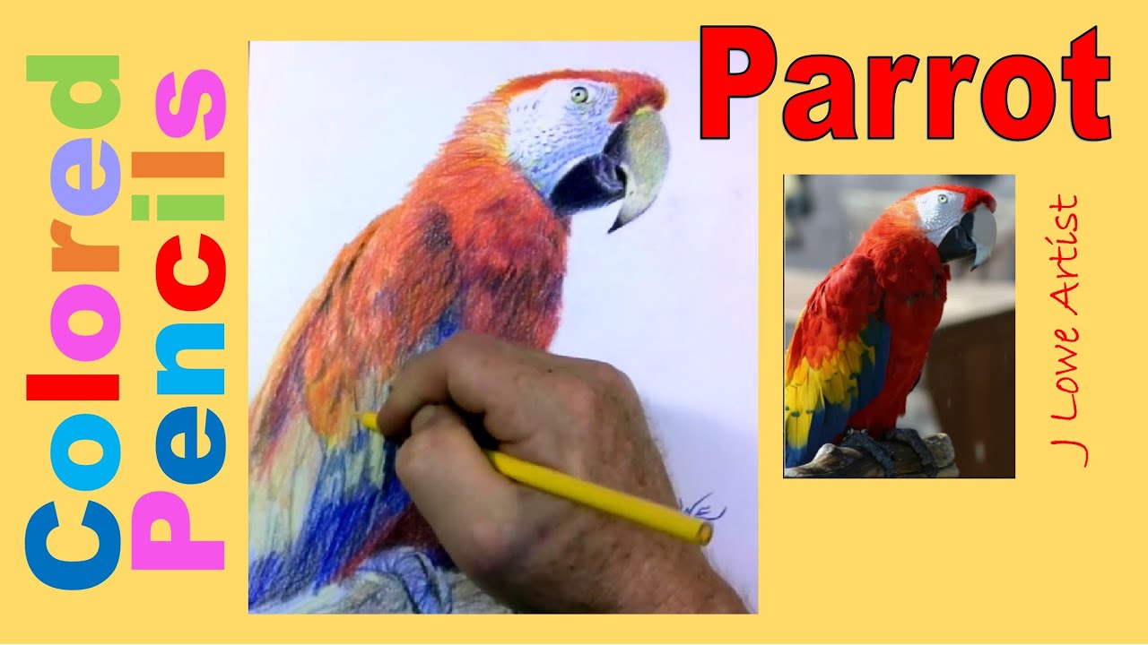 Colored Pencil Tutorial Parrot Bird - YouTube