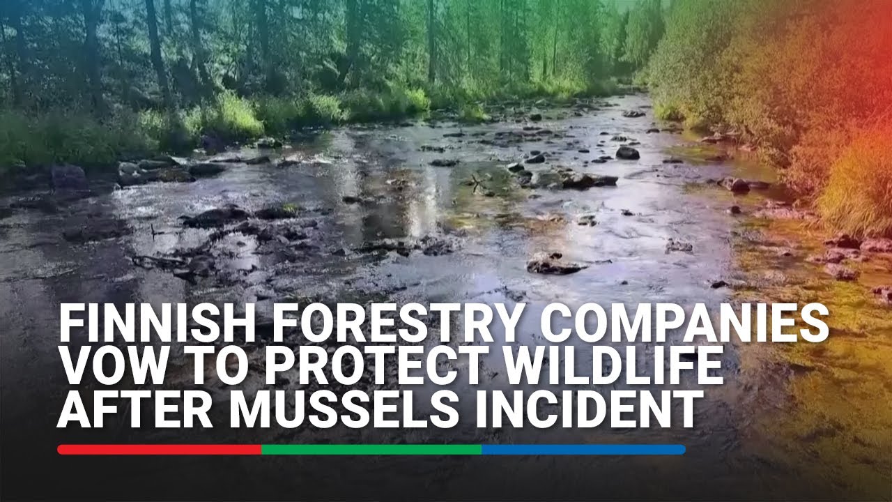 Finnish forestry companies vow to protect wildlife after mussels ...
