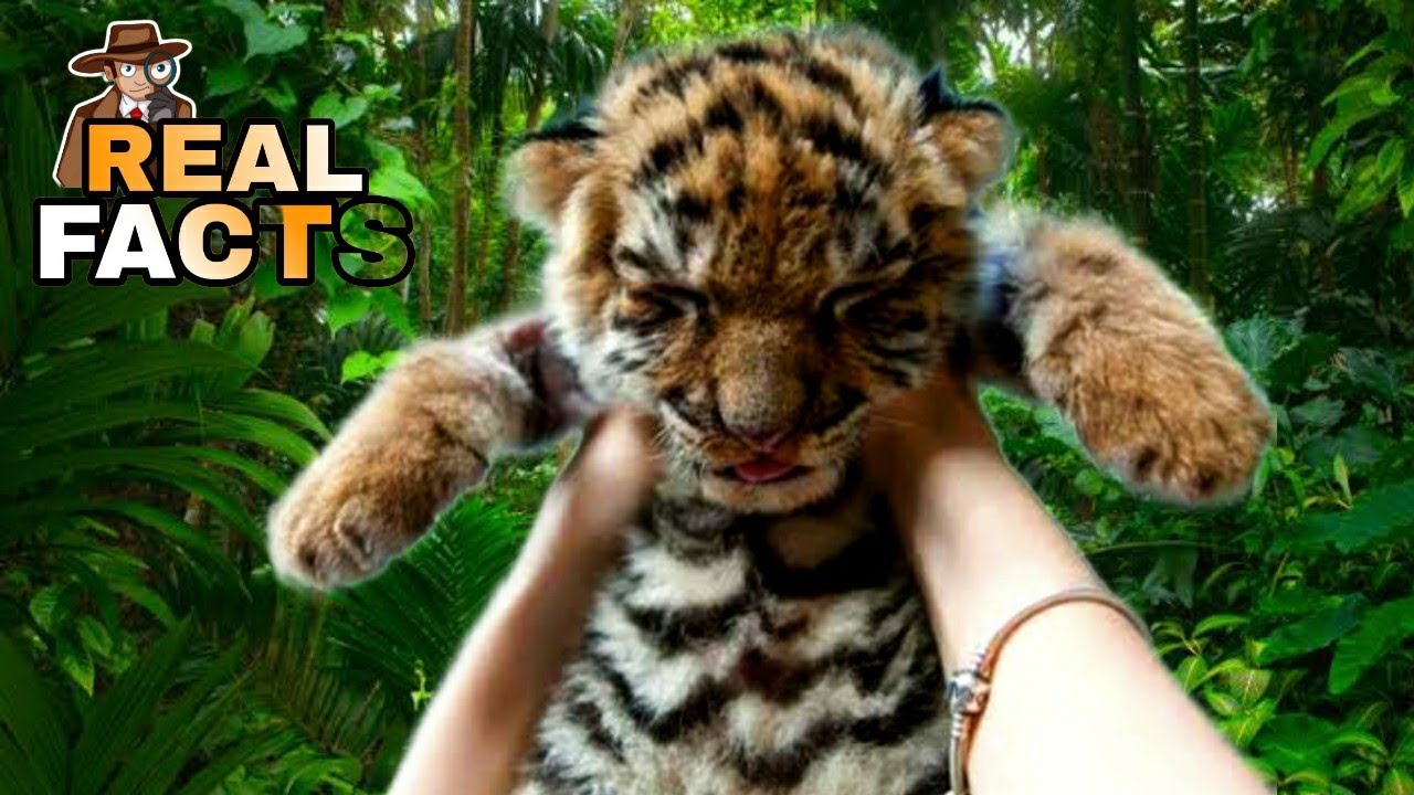 CUTE BABY TIGER ROAR WITH MOM - YouTube