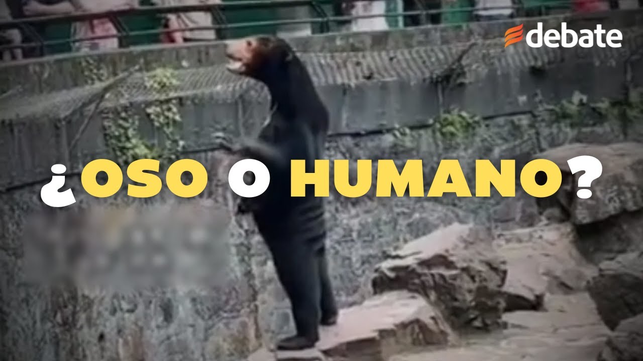 Zoológico niega que su oso pardo sea un humano disfrazado - YouTube