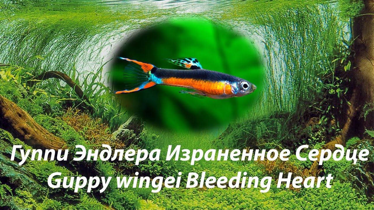 Гуппи Эндлера Израненное Сердце/Guppy wingei Bleeding Heart # ...