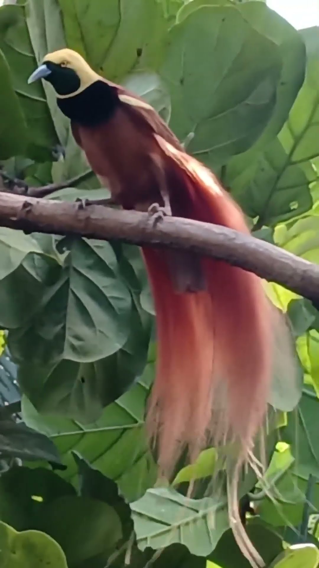Symbol of PNG National Identity. The BIRD OF PARADISE. - YouTube