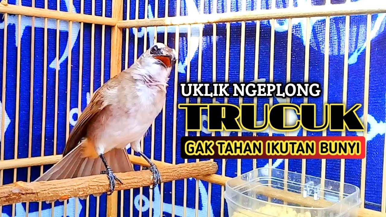 Burung trucukan gacor UKLIK NGEPLONG pancingan trucuk cepat seketika ...