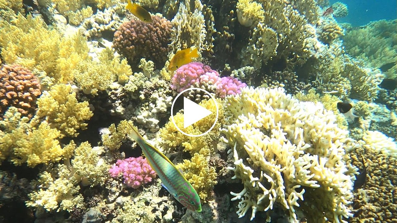 Plongez au cœur du récif corallien de la mer rouge. - YouTube