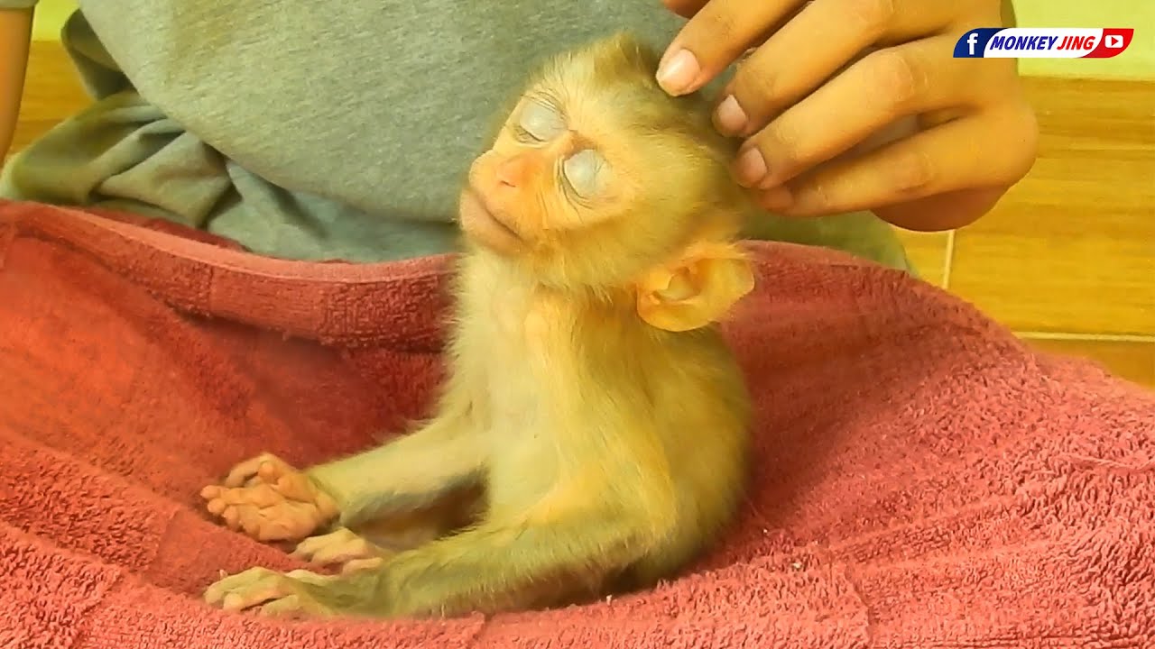 Adorable Baby Sleepy Monkey Jing Finds A Place To Sleep - YouTube