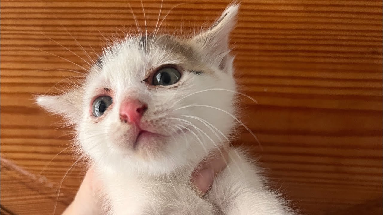 1/4 | One of 4 Gata Cat’s babies | Baby kitten walking | For kids and ...