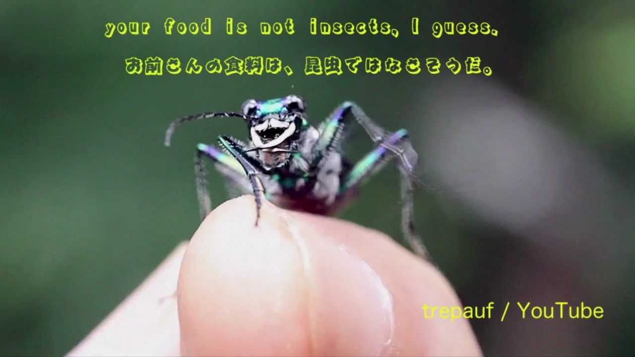 Ferocious,Funny Insect—Tiger Beetle／たのしい虫ーハンミョウ／Angenehmes Insekt.mov ...