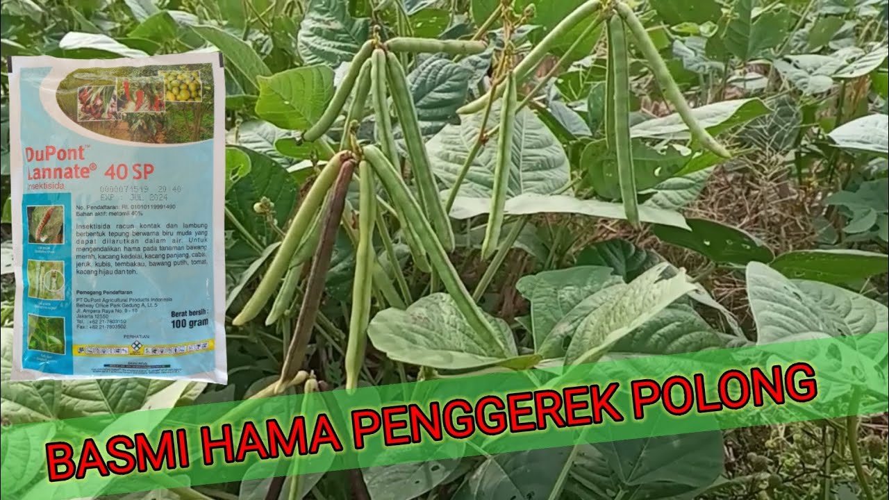 Cara membasmi hama ulat penggerek polong tanaman kacang hijau | Lannate ...