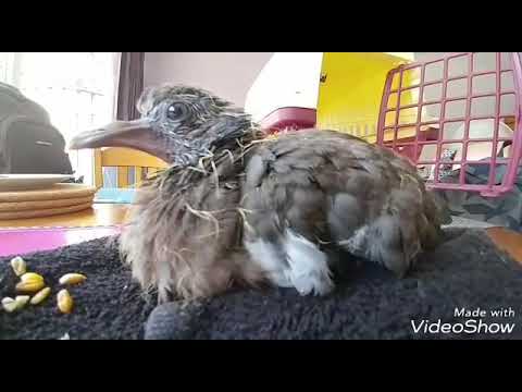 Baby duif🕊️ - YouTube
