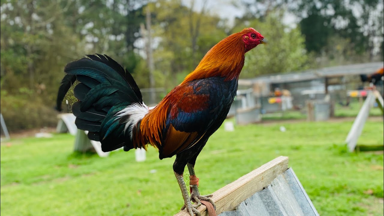 Sweater &hatch game fowl - YouTube