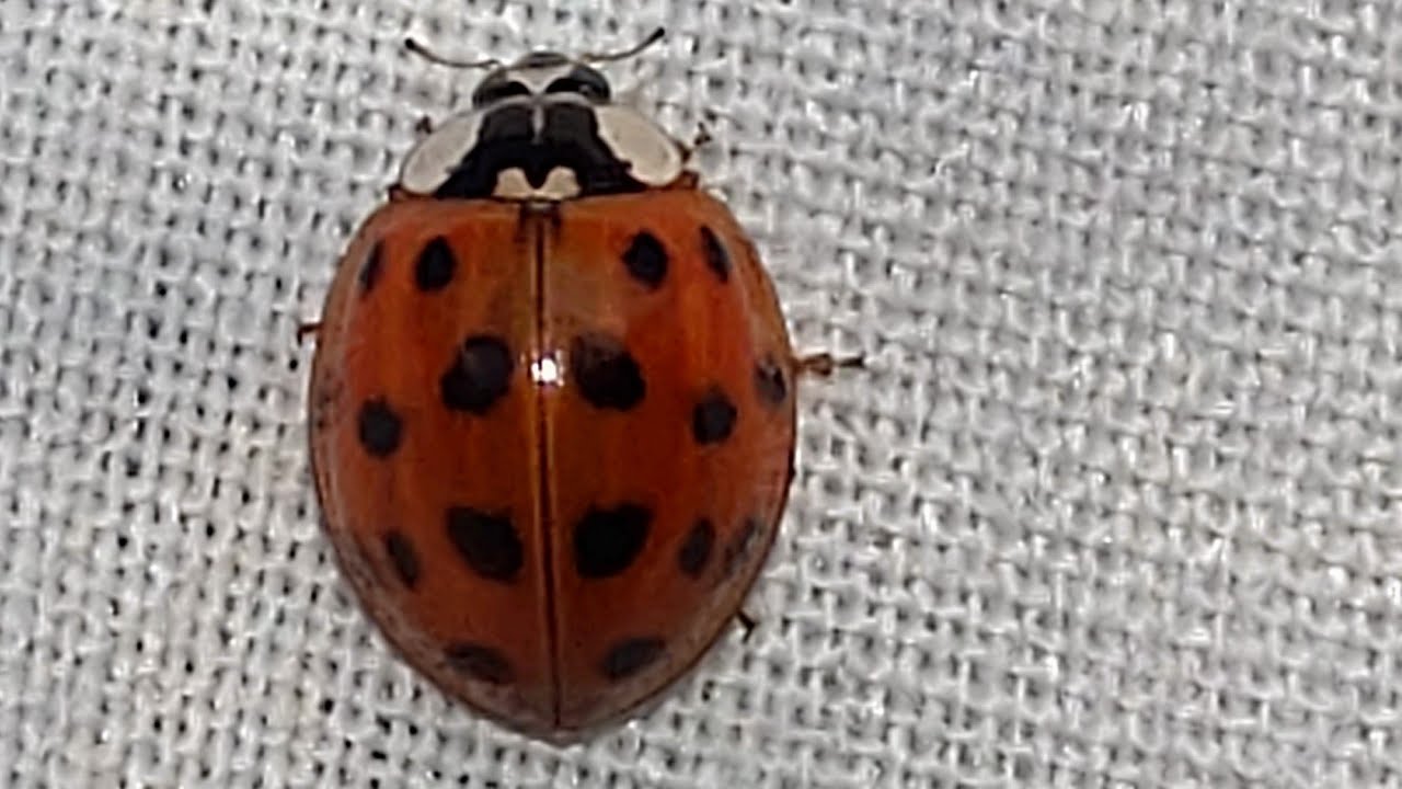 How many spots? - YouTube