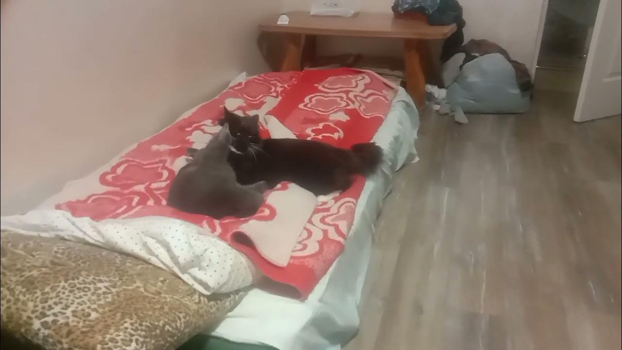 гачимучи - YouTube