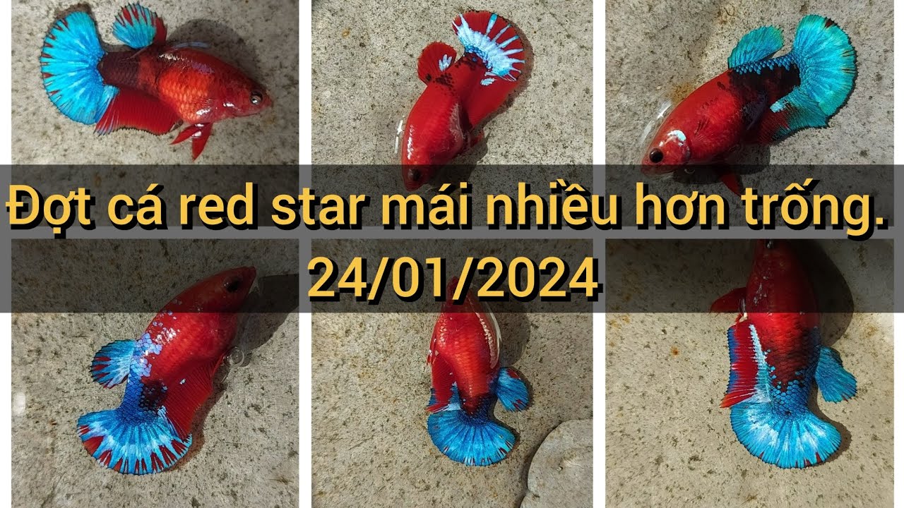 Đợt cá red star mái nhiều hơn trống chỉ từ 40 cành. - YouTube