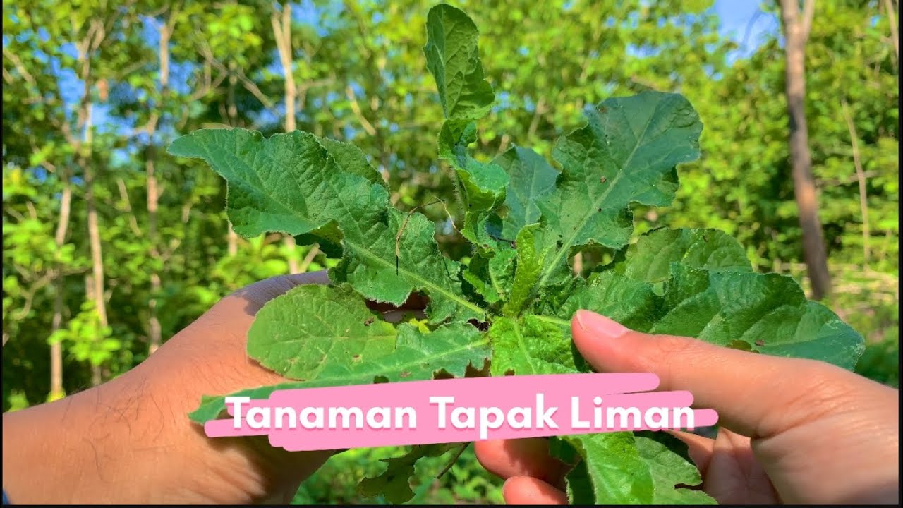 Manfaat dan khasiat tanaman tapak liman #tapakliman - YouTube