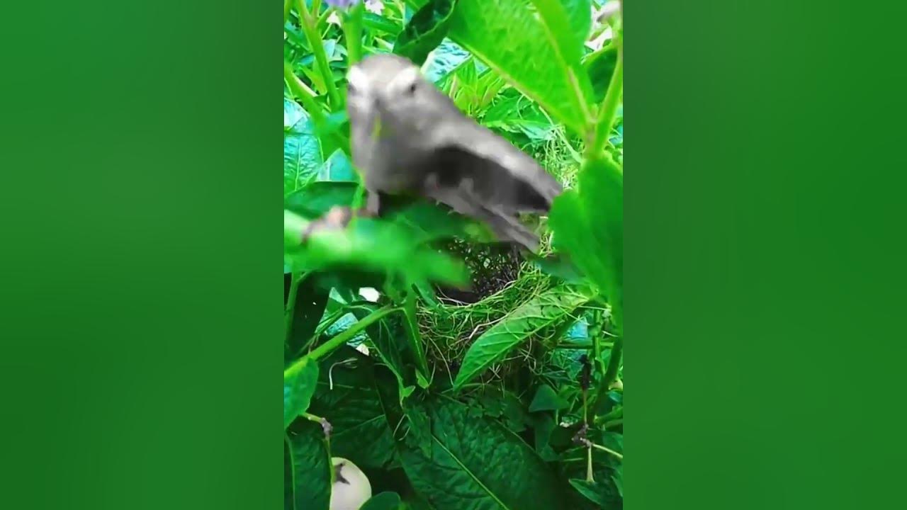 Birds Engineering For Nesting Youtube