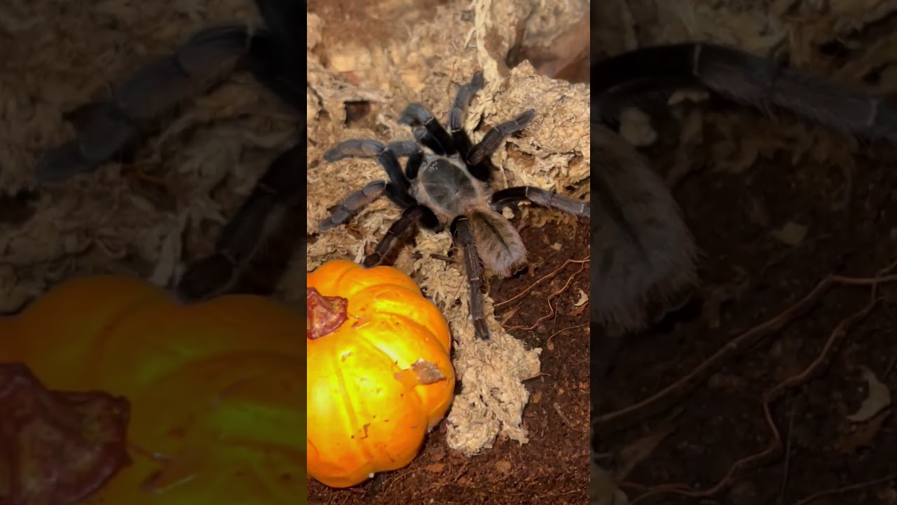 Ornithoctonus aureotibialis (Thailand Golden Fringe Tarantula) - YouTube