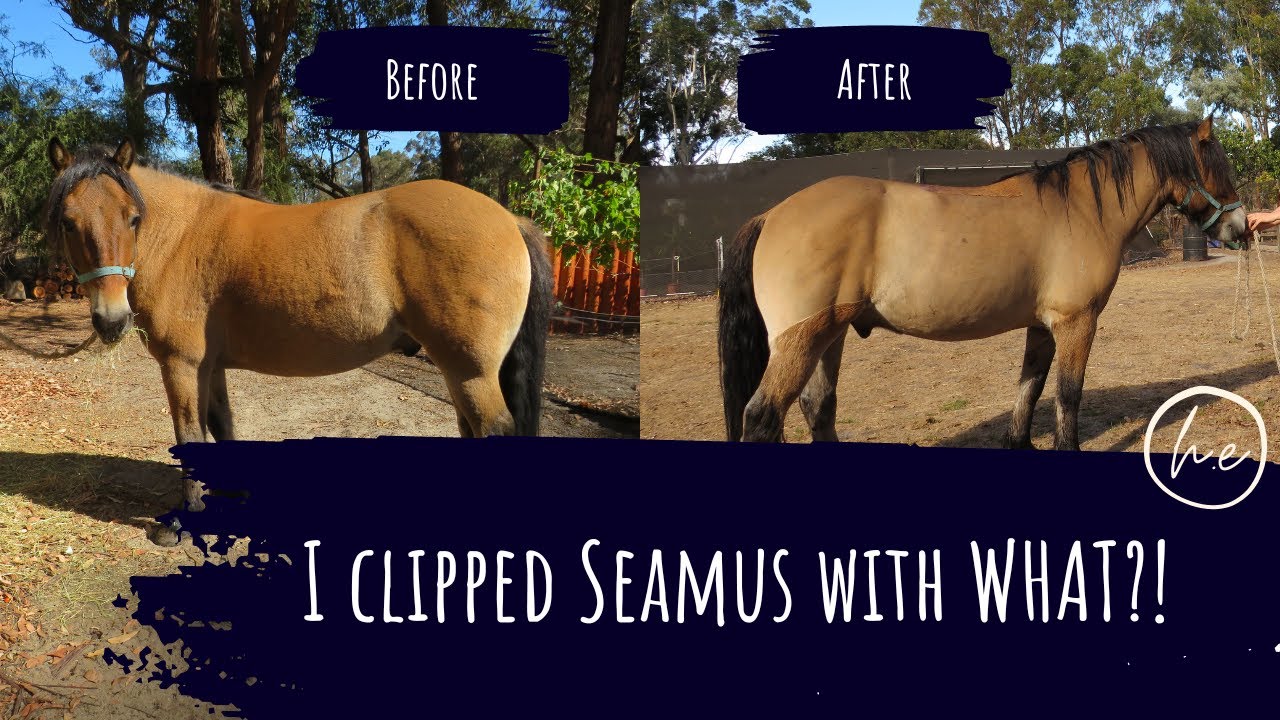 I clipped my pony with cheap KMART clippers! - YouTube