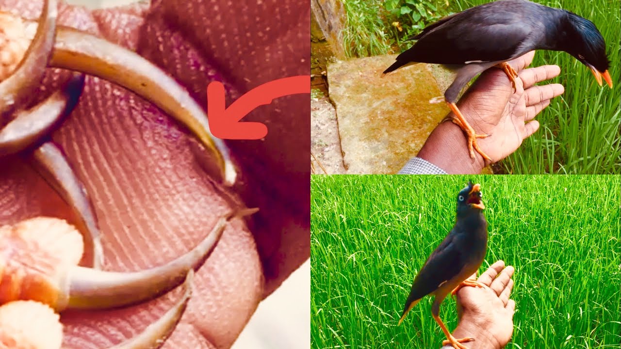 শালিক পাখির নখ কাটার সঠিক নিয়ম ।কিবাবে পাখিকে ধরবেন।সালিক পাখি ।শালিক ...