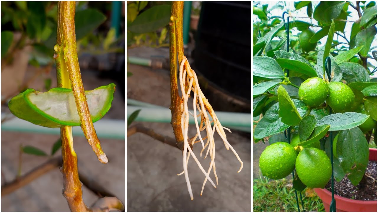 Best method of propagation lemon tree by air layering || Water ...
