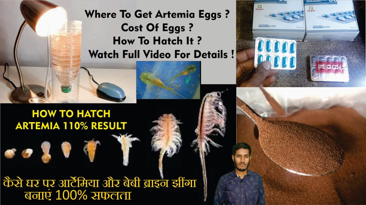 How to hatch Artemia at home Artemia- Brine shrimp hatching method ...