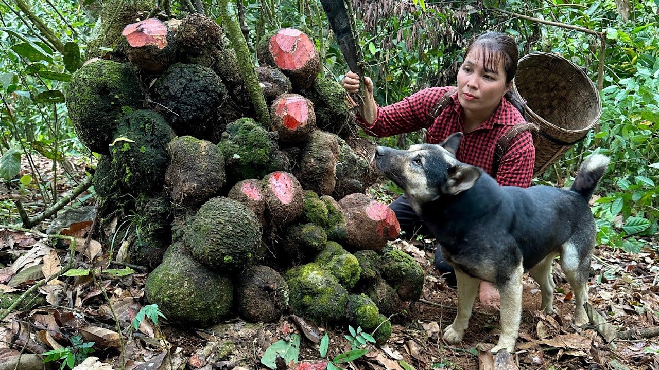 FULL VIDEO: 95 days harvesting forest potatoes, horseshoes tree, herbs ...